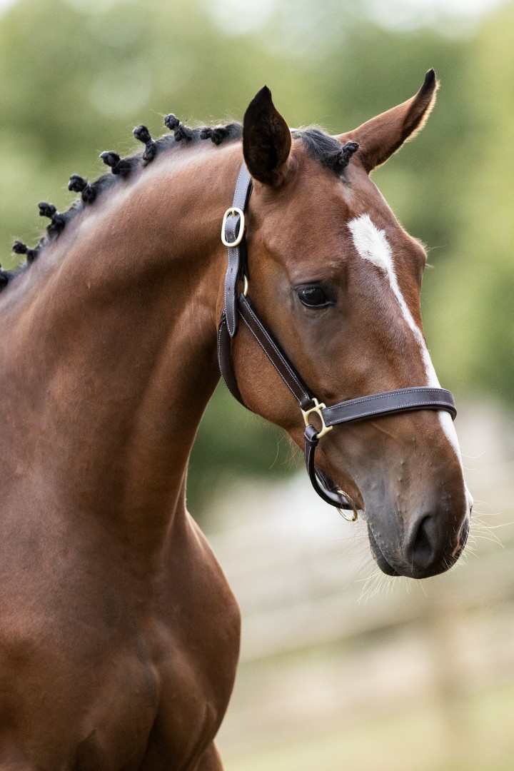 European Sport Horse Auction Vzw Paratheos Optimus The Best 5 year 
